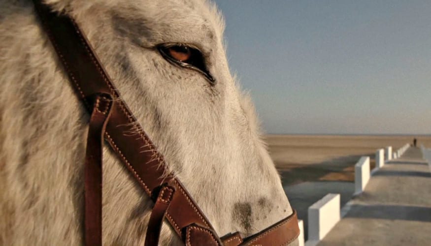 Viennale 2017 Filmkritik zur Dokumentation Donkeyote (2017) | pressplay